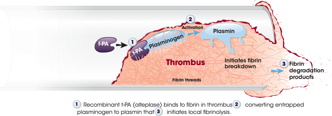 Cathflo® Activase® (alteplase) Mechanism of Action